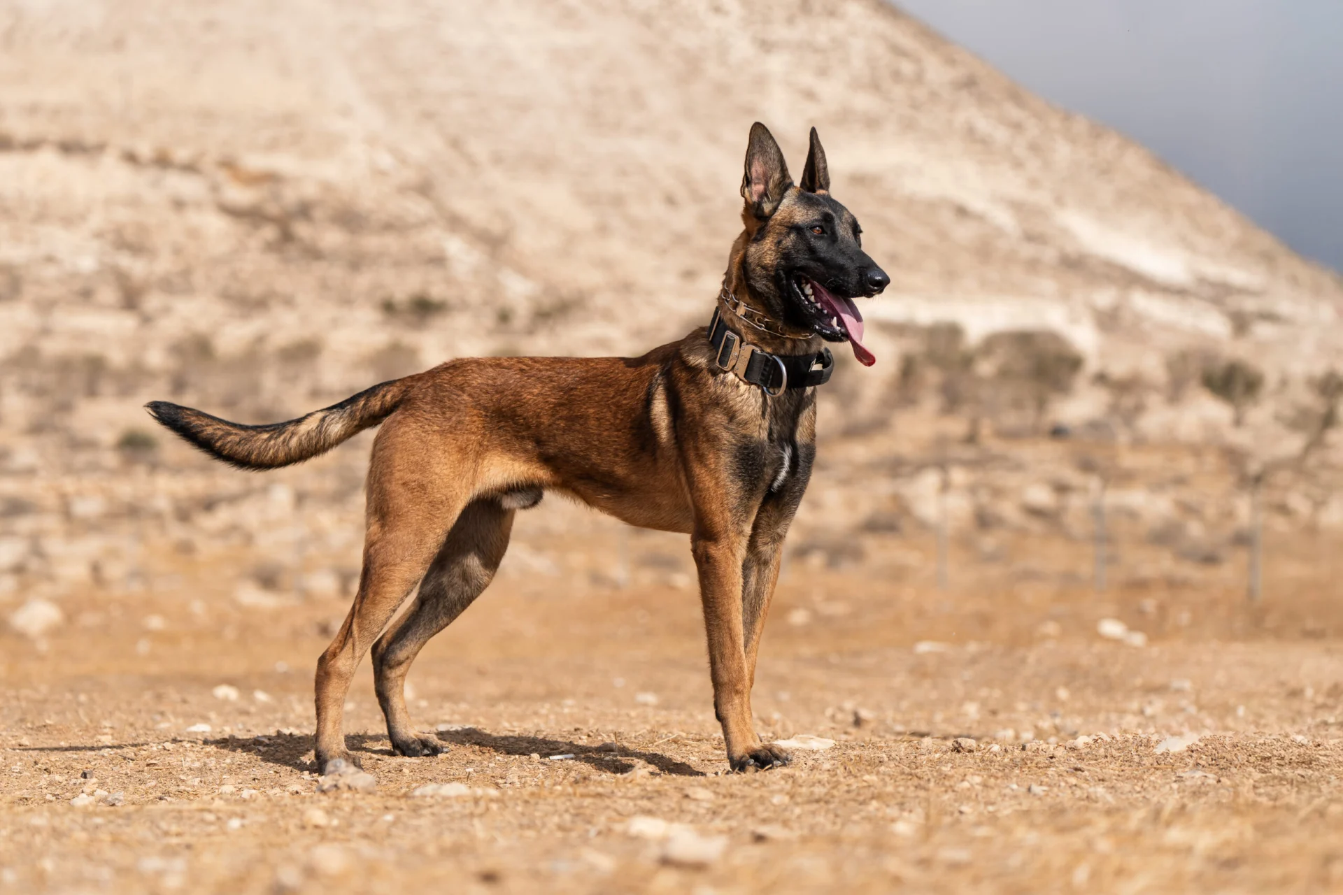 Available Protection Dogs For Sale: Israel Protection K9