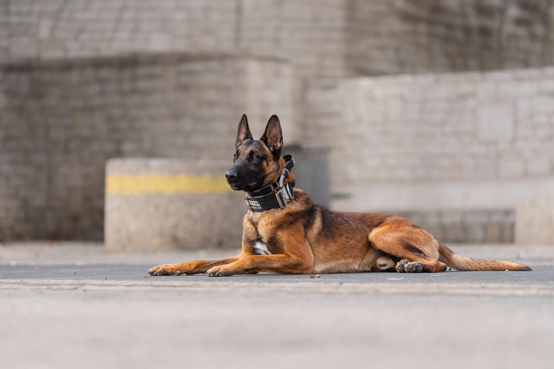 Best Protection Dog Breeds: Israel Protection K9's Top Choices for 2026