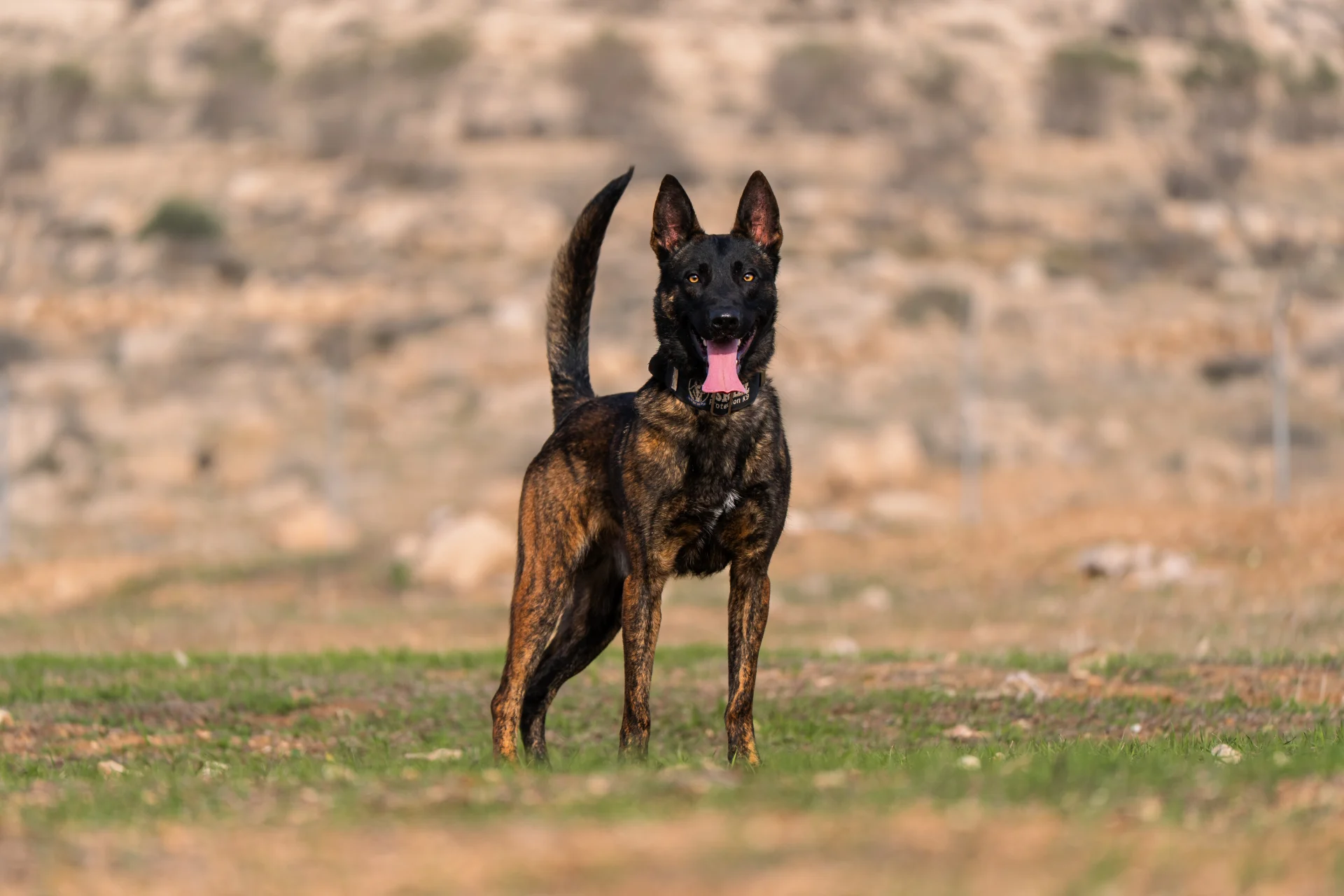 Available Protection Dogs For Sale: Israel Protection K9